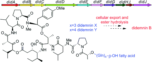 Bacterial Biosynthesis and Maturation of the Didemnin Anti-cancer ...