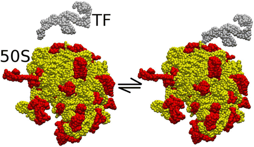 Trigger Factor Slows Co-translational Folding through Kinetic Trapping ...