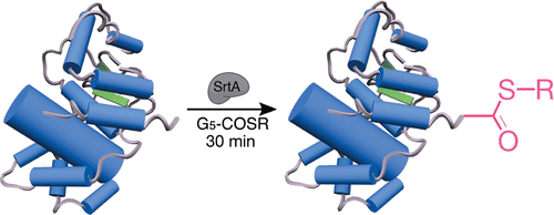 Protein Thioester Synthesis Enabled by Sortase,Journal of the American ...