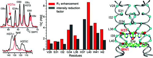 Paramagnetic Cu(II) for Probing Membrane Protein Structure and Function ...