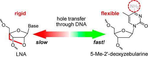 Hole Transfer in LNA and 5-Me-2′-deoxyzebularine-Modified DNA,Journal ...