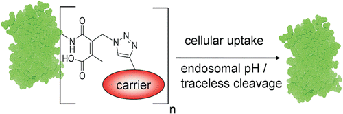 Acid-Labile Traceless Click Linker for Protein Transduction,Journal of ...
