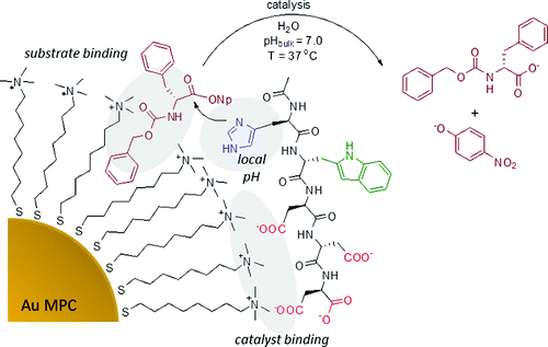 Self-Assembly of a Catalytic Multivalent Peptide–Nanoparticle Complex ...