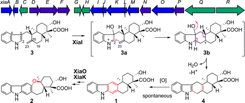 Identification and Characterization of Xiamycin A and Oxiamycin Gene ...