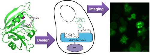 Second-Generation Covalent TMP-Tag for Live Cell Imaging,Journal of the ...