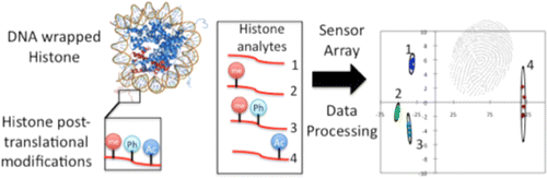 Antibody-Free Reading of the Histone Code Using a Simple Chemical ...