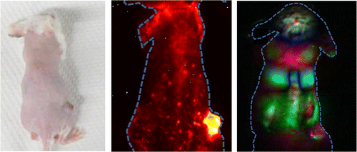 In Vivo Fluorescence Imaging in the Second Near-Infrared Window with ...