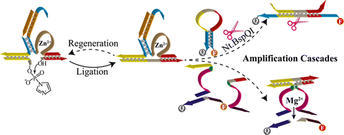 Zn2+-Ligation DNAzyme-Driven Enzymatic and Nonenzymatic Cascades for ...