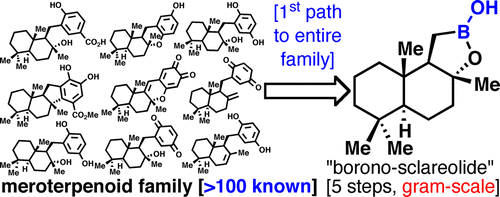 Scalable, Divergent Synthesis of Meroterpenoids via “Borono-sclareolide ...
