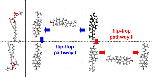 Flip-Flop of Steroids in Phospholipid Bilayers: Effects of the Chemical ...