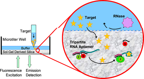 Stabilizing Structure-Switching Signaling RNA Aptamers by Entrapment in ...