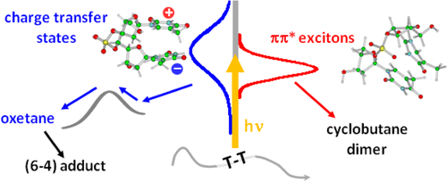 Electronic Excited States Responsible for Dimer Formation upon UV ...