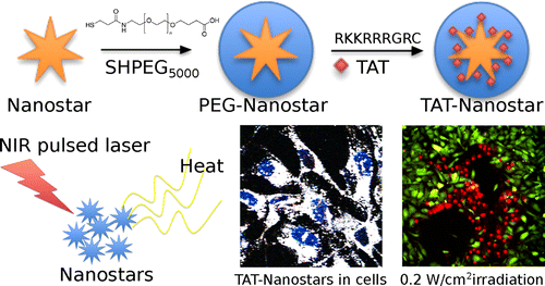 TAT Peptide-Functionalized Gold Nanostars: Enhanced Intracellular ...