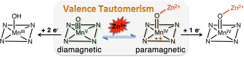 Valence Tautomerism in a High-Valent Manganese–Oxo Porphyrinoid Complex ...