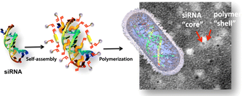 Single siRNA Nanocapsules for Enhanced RNAi Delivery,Journal of the ...