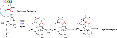 Insights into Pyrroindomycin Biosynthesis Reveal a Uniform Paradigm for ...