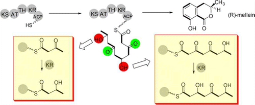 Synthesis of (R)-Mellein by a Partially Reducing Iterative Polyketide ...