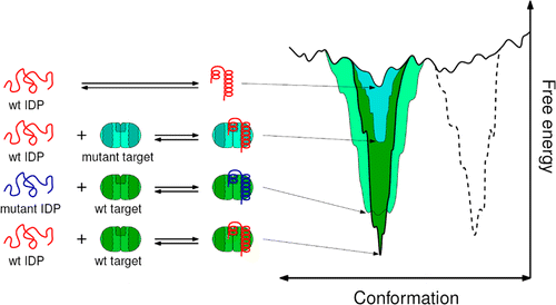 Energetic Basis of Uncoupling Folding from Binding for an Intrinsically ...