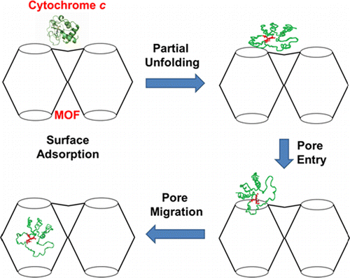 How Can Proteins Enter the Interior of a MOF? Investigation of ...