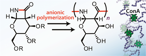 Poly-amido-saccharides: Synthesis via Anionic Polymerization of a β ...