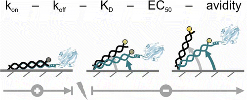Quantitation of Affinity, Avidity, and Binding Kinetics of Protein ...