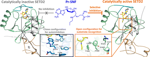 Sinefungin Derivatives as Inhibitors and Structure Probes of Protein ...