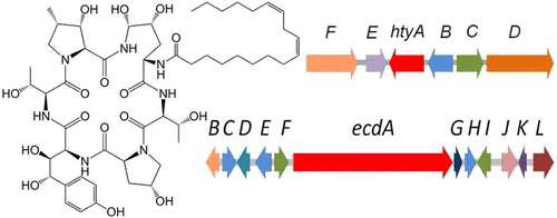 来自 Emericella rugulosa NRRL 11440 的棘白菌素 B 生物合成基因簇的鉴定和表征,Journal of the ...