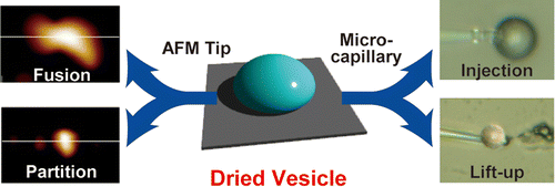 Dry Micromanipulation of Supramolecular Giant Vesicles on a Silicon ...