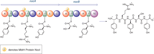 Non-ribosomal Propeptide Precursor in Nocardicin A Biosynthesis ...