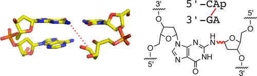 On the Formation and Properties of Interstrand DNA–DNA Cross-Links ...