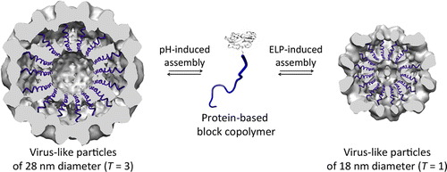 Designing Two Self-Assembly Mechanisms into One Viral Capsid Protein ...