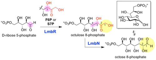 Construction of the Octose 8-Phosphate Intermediate in Lincomycin A ...