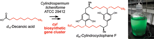 Cylindrocyclophane Biosynthesis Involves Functionalization of an ...