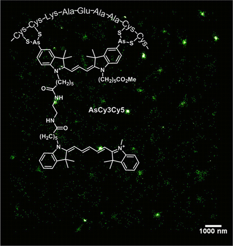 Synthesis of a Targeted Biarsenical Cy3-Cy5 Affinity Probe for Super-resolution Fluorescence ...