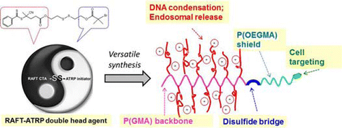 使用可还原的 RAFT-ATRP 双头试剂合成具有可脱落屏蔽块的神经元靶向共聚物,Journal of the American ...
