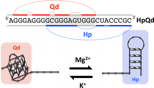 RNA 发夹到 G-四链体构象转变,Journal of the American Chemical Society - X-MOL