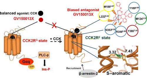 Distinct CCK-2 Receptor Conformations Associated with β-Arrestin-2 ...