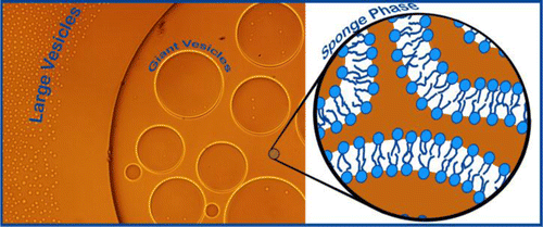 Spontaneous Thermoreversible Formation of Cationic Vesicles in a Protic ...