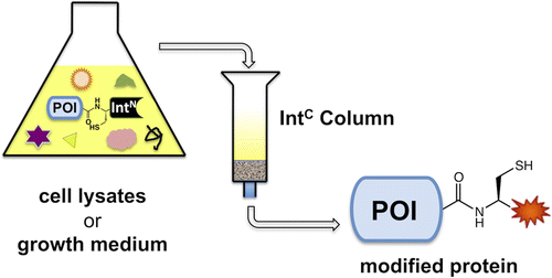 Streamlined Expressed Protein Ligation Using Split Inteins,Journal of ...