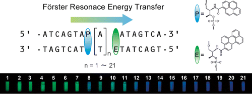 Development of a Robust Model System of FRET using Base Surrogates ...