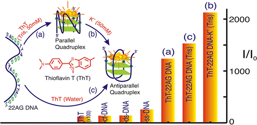 Thioflavin T as an Efficient Inducer and Selective Fluorescent Sensor ...