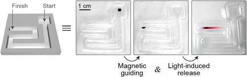 Dynamically Self-Assembling Carriers Enable Guiding of Diamagnetic ...