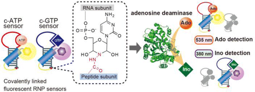 Simultaneous Detection of ATP and GTP by Covalently Linked Fluorescent ...