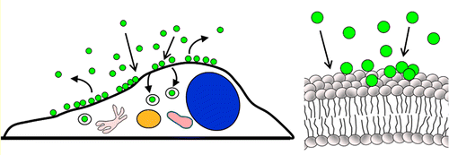 Nanoparticle Adhesion to the Cell Membrane and Its Effect on ...