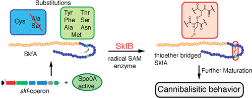 Two [4Fe-4S] Clusters Containing Radical SAM Enzyme SkfB Catalyze ...