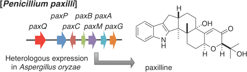 米曲霉中吲哚-二萜帕西林生物合成机制的重构,Journal of the American Chemical Society - X-MOL