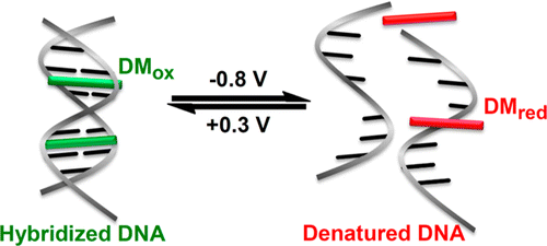 Cyclic Denaturation and Renaturation of Double-Stranded DNA by Redox ...