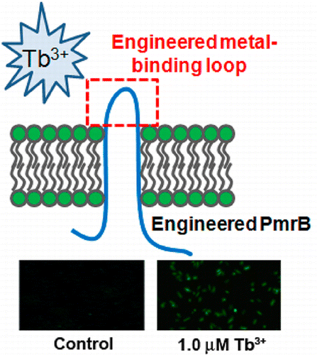 Engineering Bacterial Two-Component System PmrA/PmrB to Sense ...