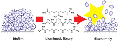 Synthesis and Activity of Biomimetic Biofilm Disruptors,Journal of the ...