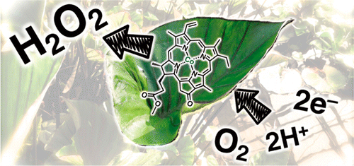 Efficient Two-Electron Reduction of Dioxygen to Hydrogen Peroxide with ...